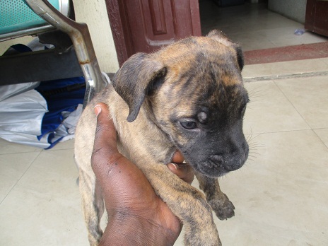Beautiful Boabul Puppies@affordable Prices. - Pets - Nigeria